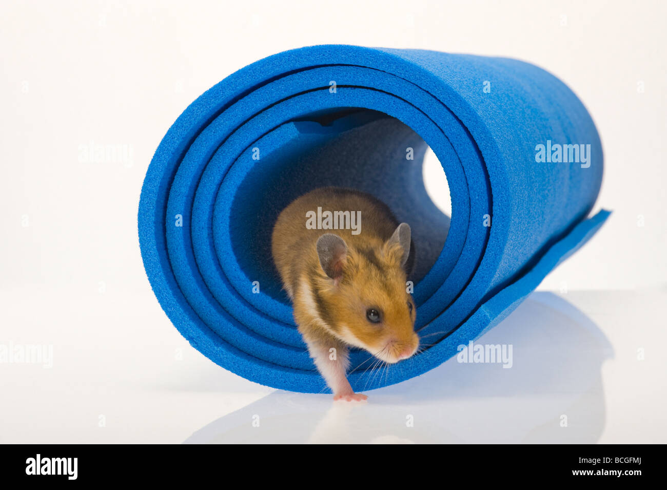 brown Hamster in blue tube white background goldhamster plain ...