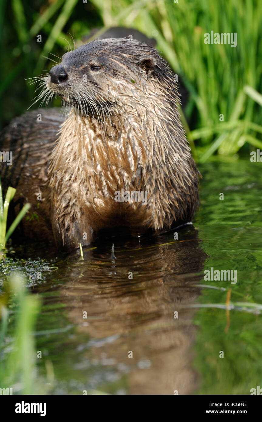 Stock photo of a river otter in the water, Yellowstone National Park ...