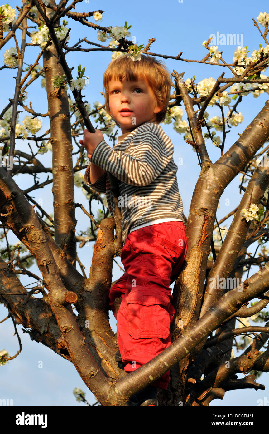 Boy climbing a tree Stock Photo - Alamy