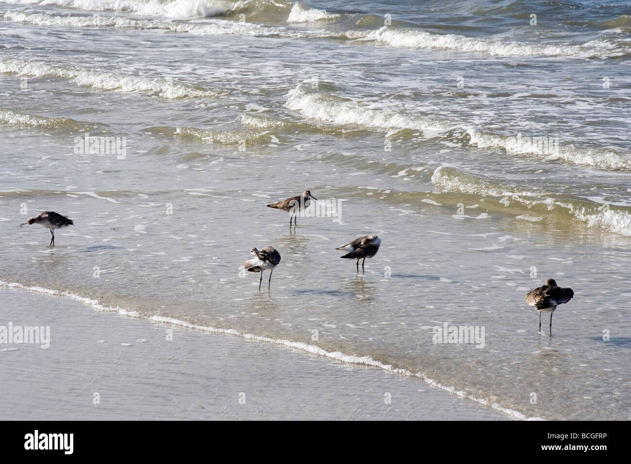 Birds on the beach Stock Photo - Alamy