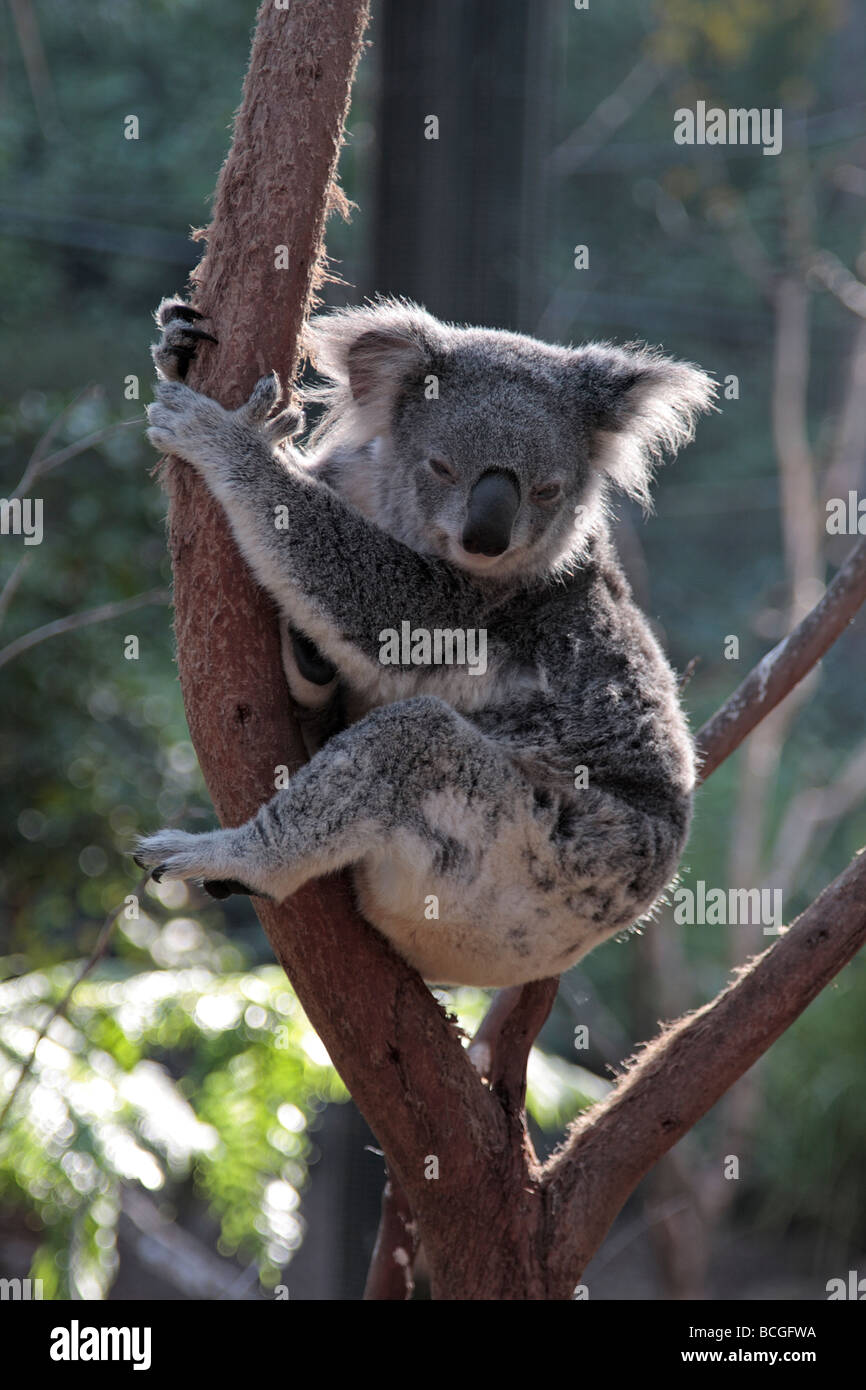 Koala chilling hi-res stock photography and images - Alamy