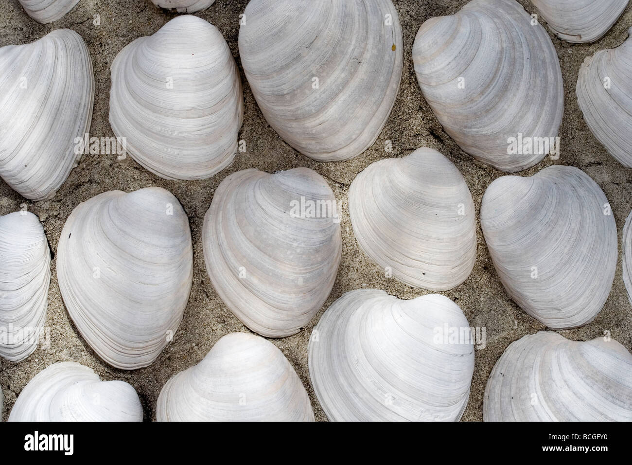 Shell in the concrete Stock Photo - Alamy