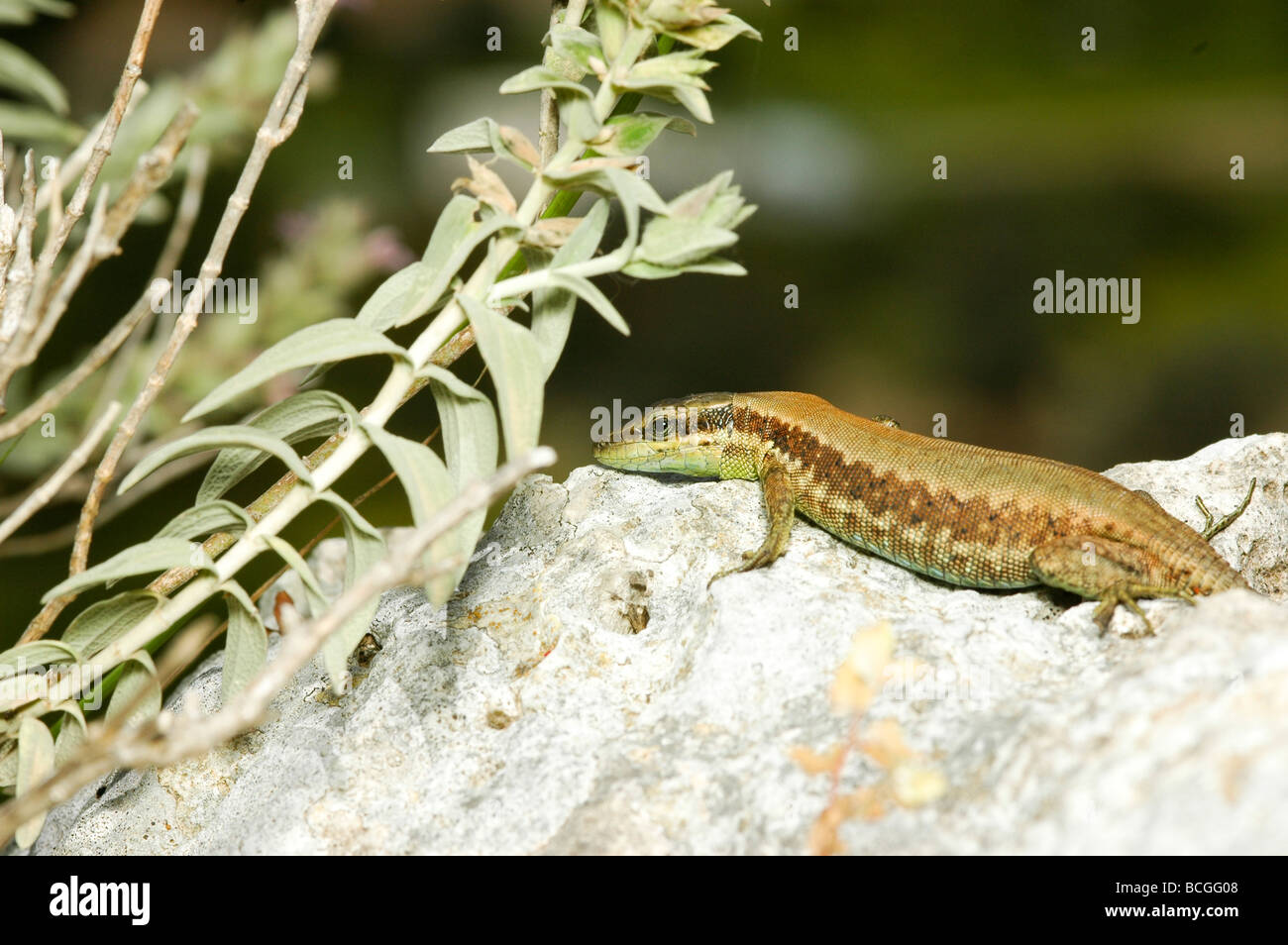 Jordan lebanon hi-res stock photography and images - Alamy