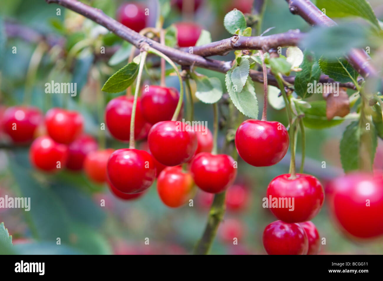 Brogdale hi-res stock photography and images - Alamy