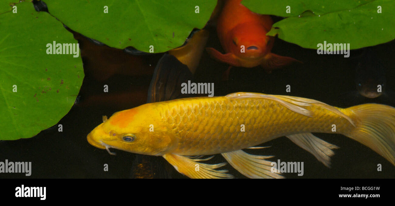 Koi carp in clear water ornamental pond Stock Photo - Alamy
