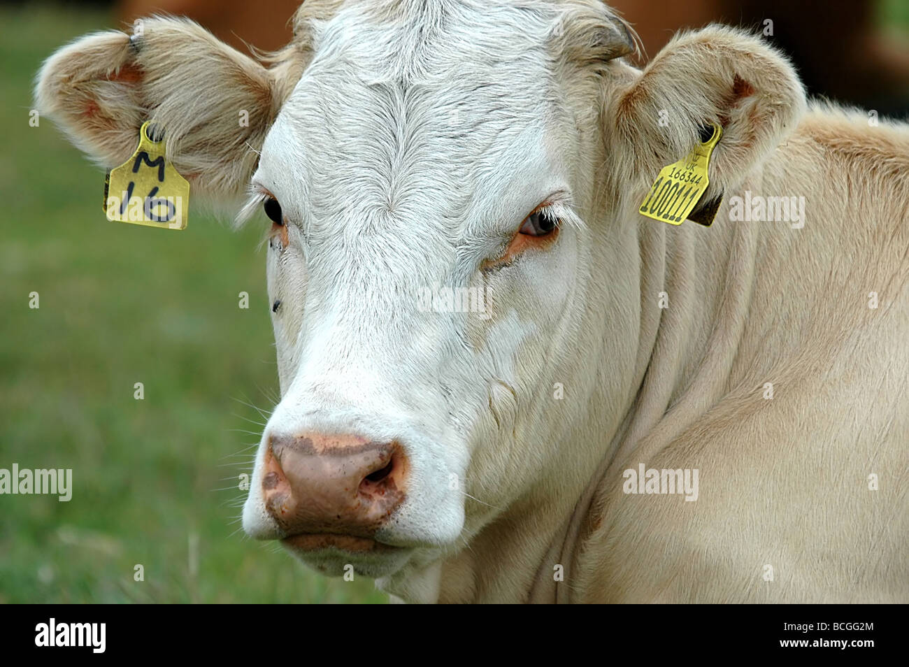 English cow hi-res stock photography and images - Alamy