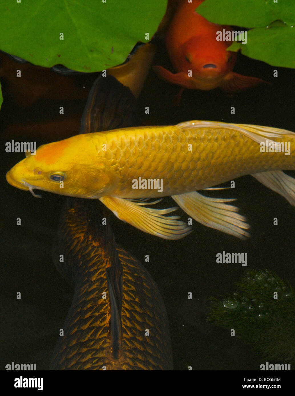 Koi in clear water pond Stock Photo - Alamy