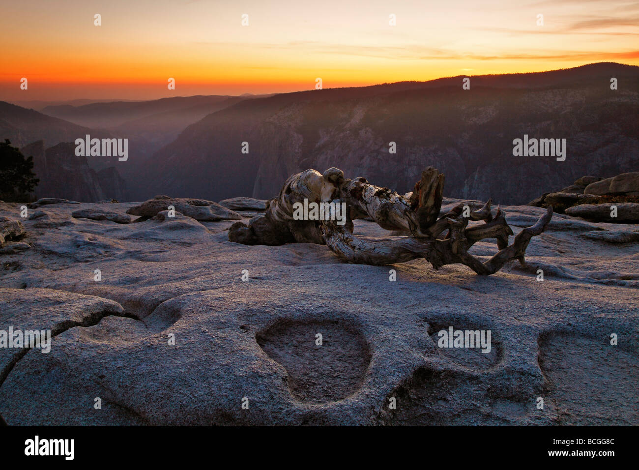 Sentinel tree hi-res stock photography and images - Alamy