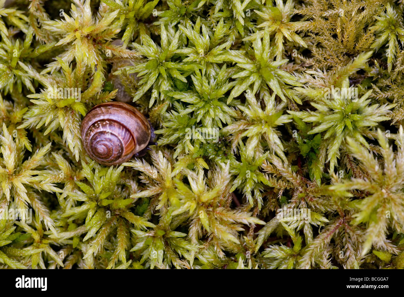 Snail amongst Climacium dendroides moss growing on a flat limestone ...