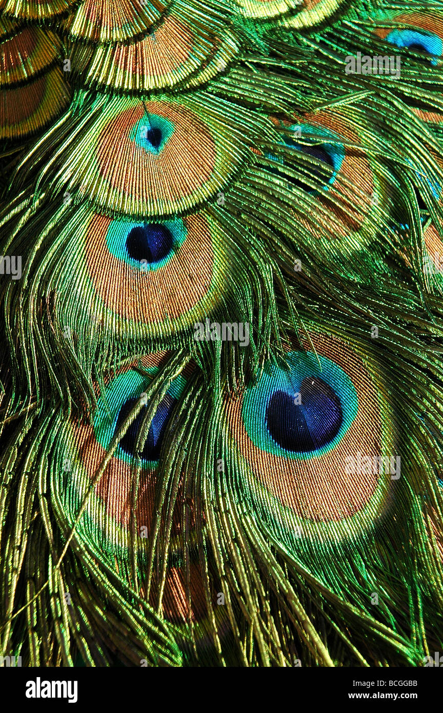 The iridescent colours of Peacock Feathers makes for a nice abstract ...