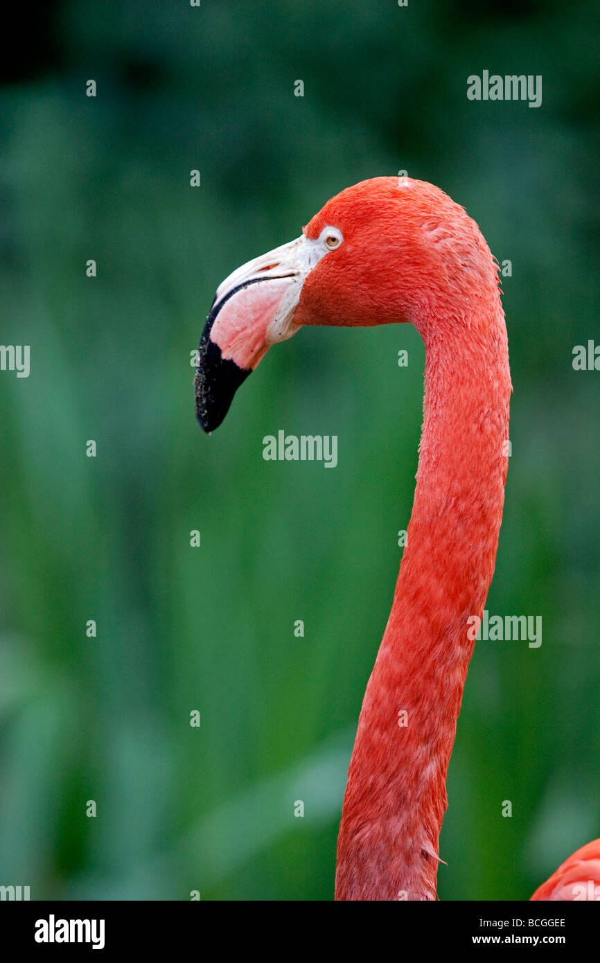 American Flamingo Phoenicopterus ruber Stock Photo - Alamy
