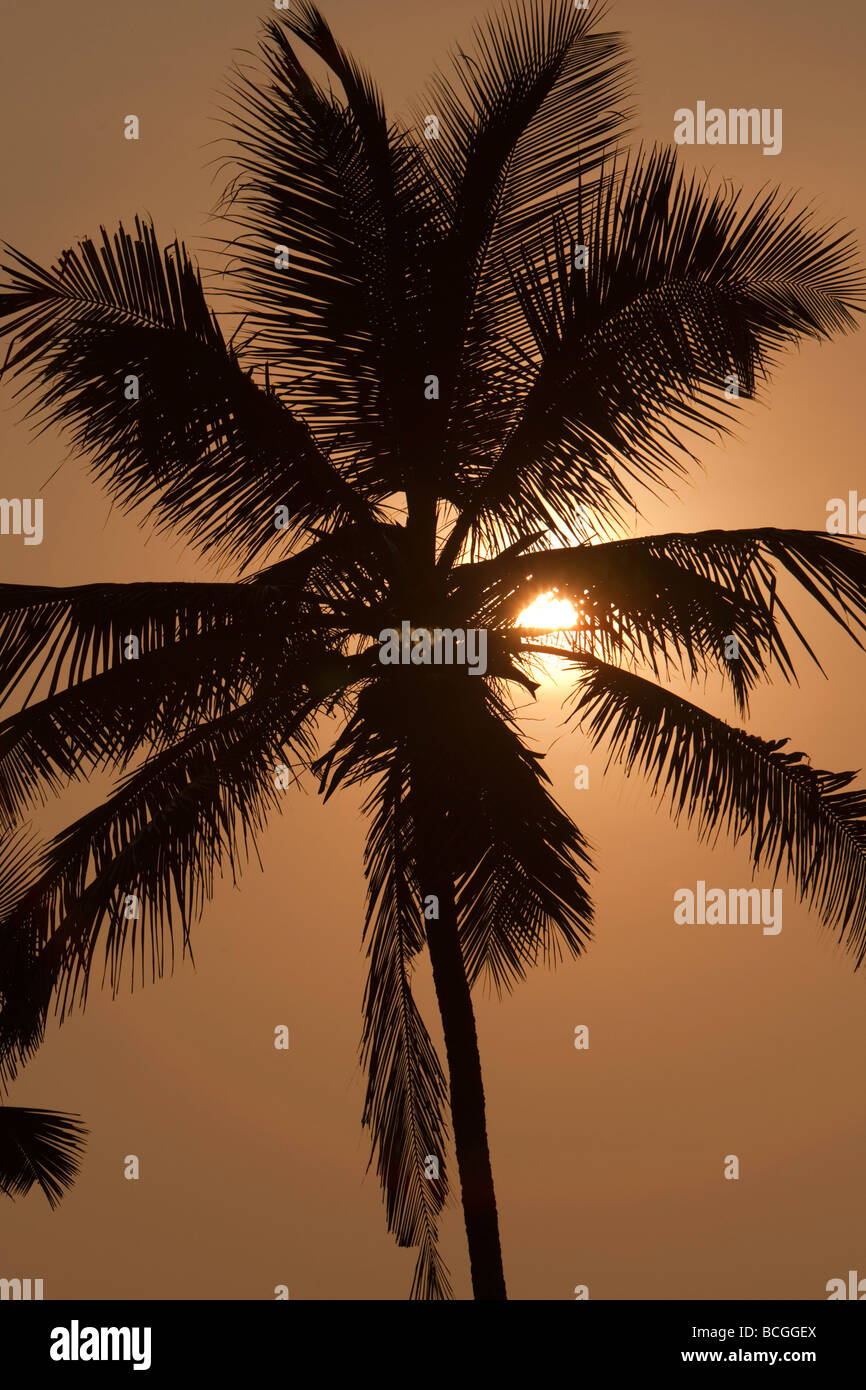 Anjuna beach palms trees goa hi-res stock photography and images - Alamy