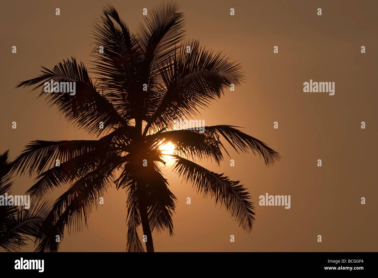 Indian tree silhouette hi-res stock photography and images - Alamy