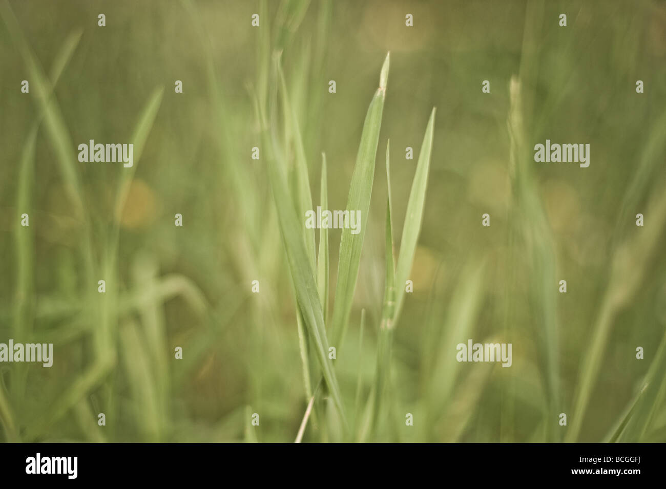 Close up of English meadow grass' in summer Stock Photo - Alamy