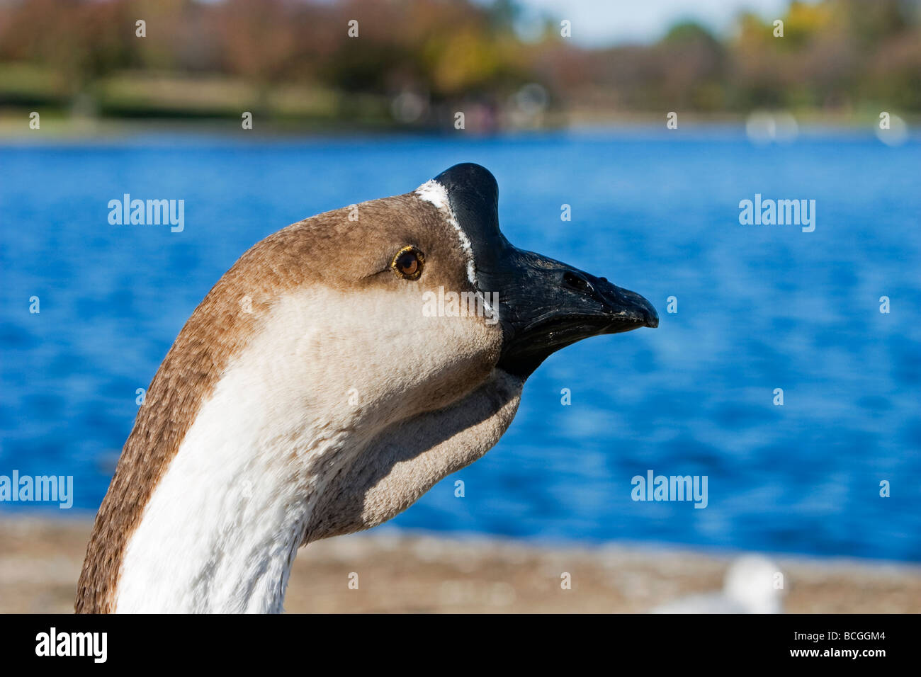 Chinese Goose Swan Goose Anser cygnoides Stock Photo - Alamy