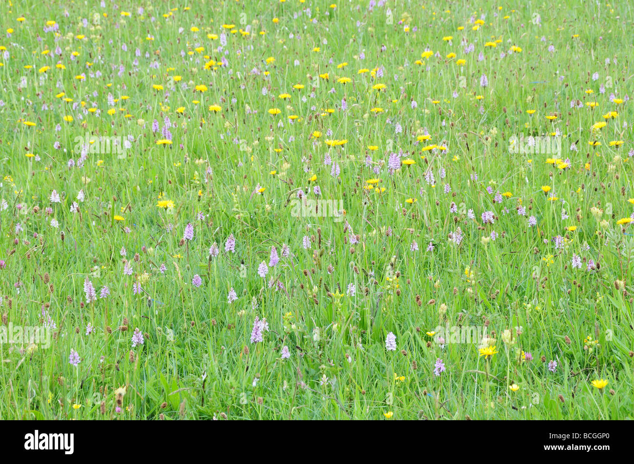 Enclosed farm england hi-res stock photography and images - Alamy