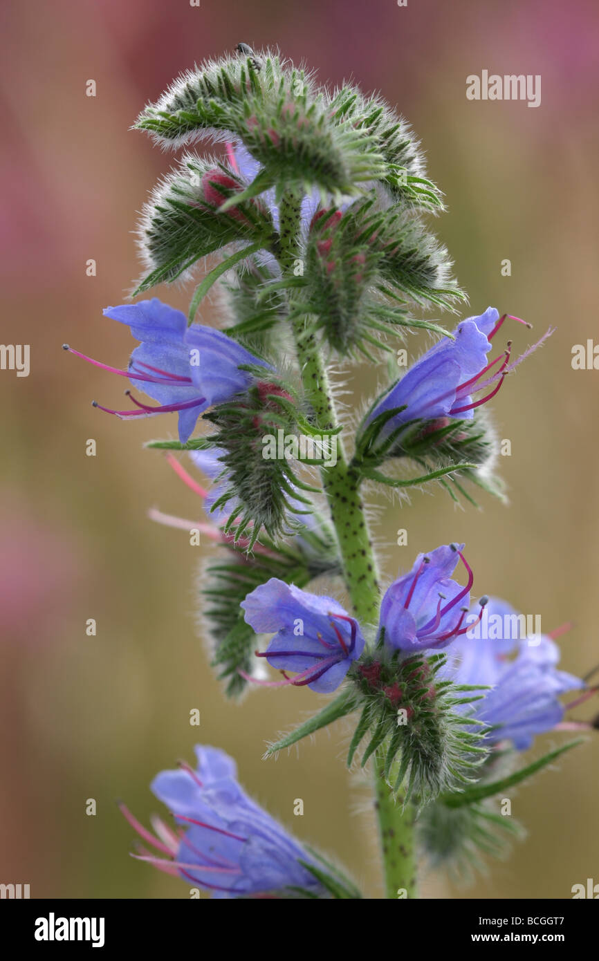 Viper's Bugloss flower spike in detail Echium vulgare Stock Photo - Alamy