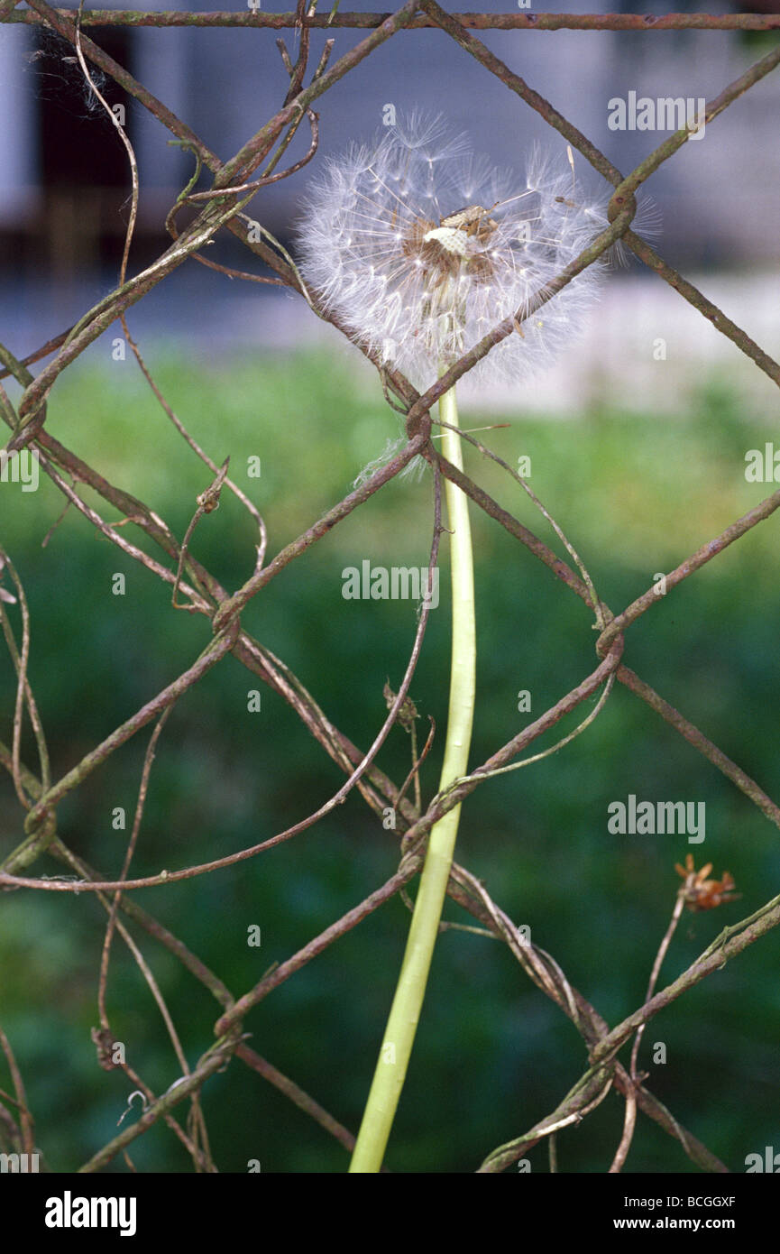 Damaged fence backyard hi-res stock photography and images - Alamy