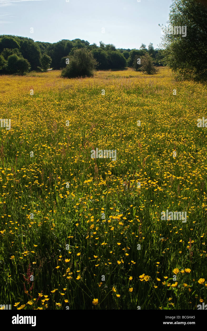 A meadow pasture full of buttercups in bloom Stock Photo - Alamy