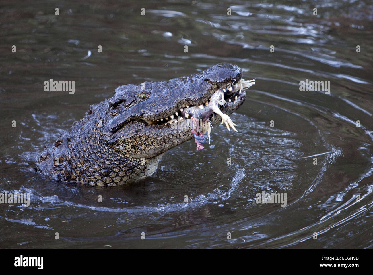 Nile crocodile, with its head out of the water, eating a chicken Stock ...