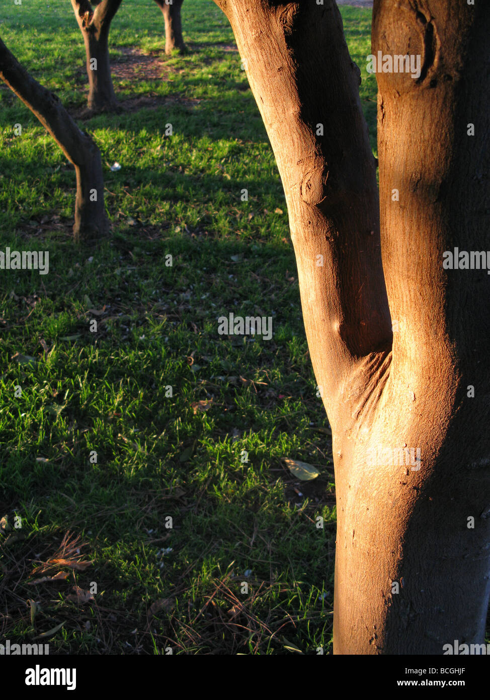orange tree trunks in field Stock Photo - Alamy