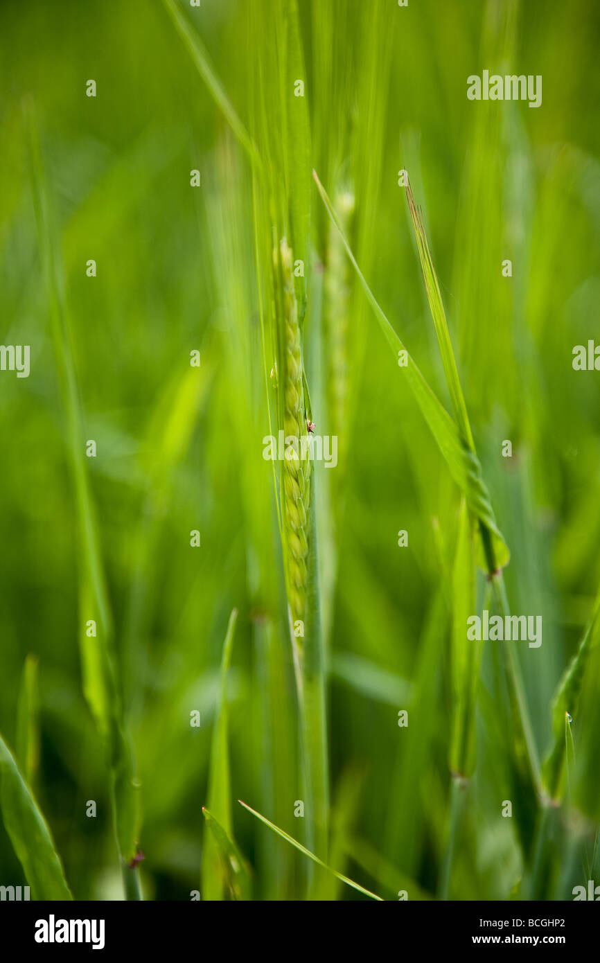Spring Barley in Early June Stock Photo - Alamy