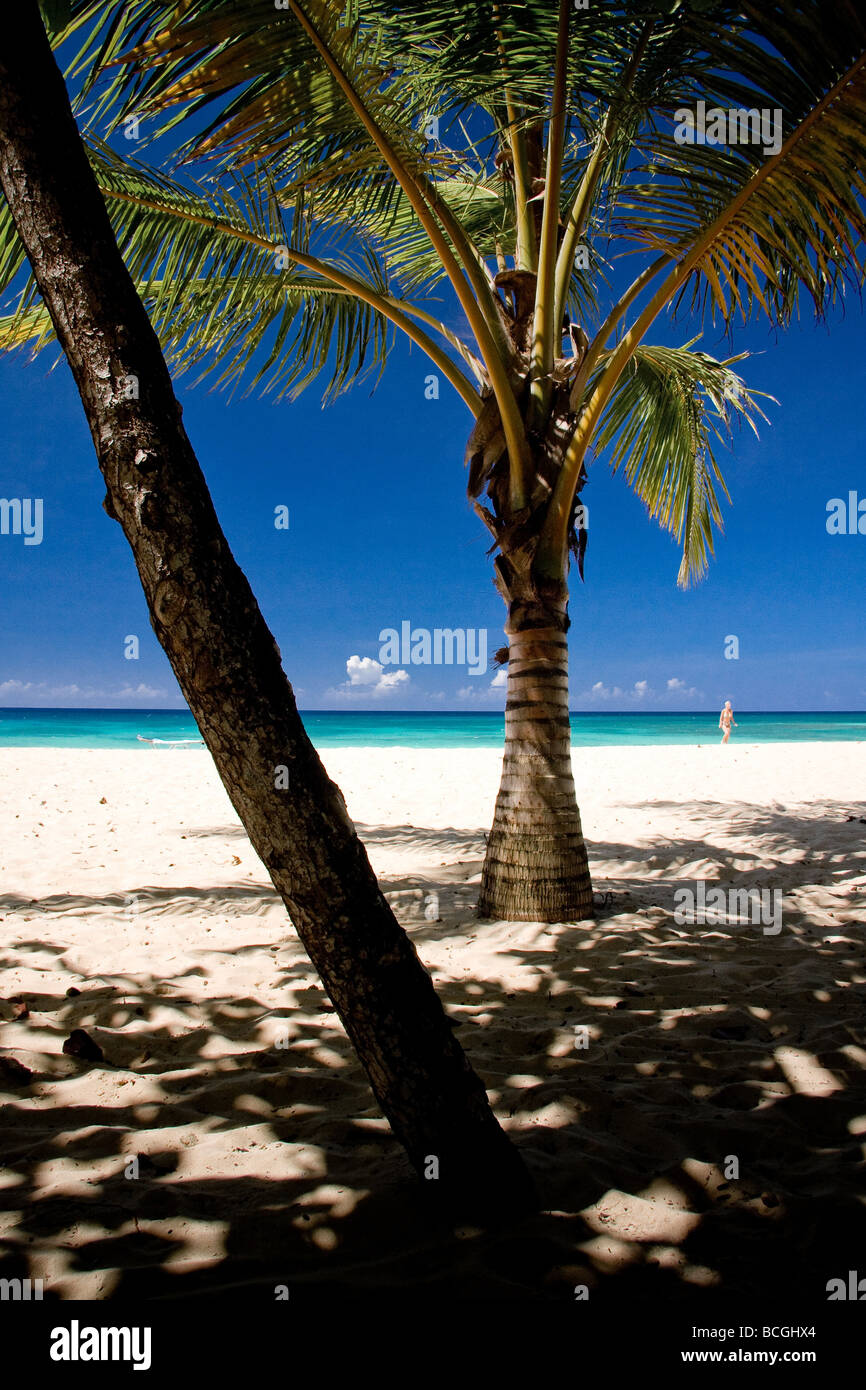 Tall palm trees on the white sandy beaches of Playa Grande Dominican ...