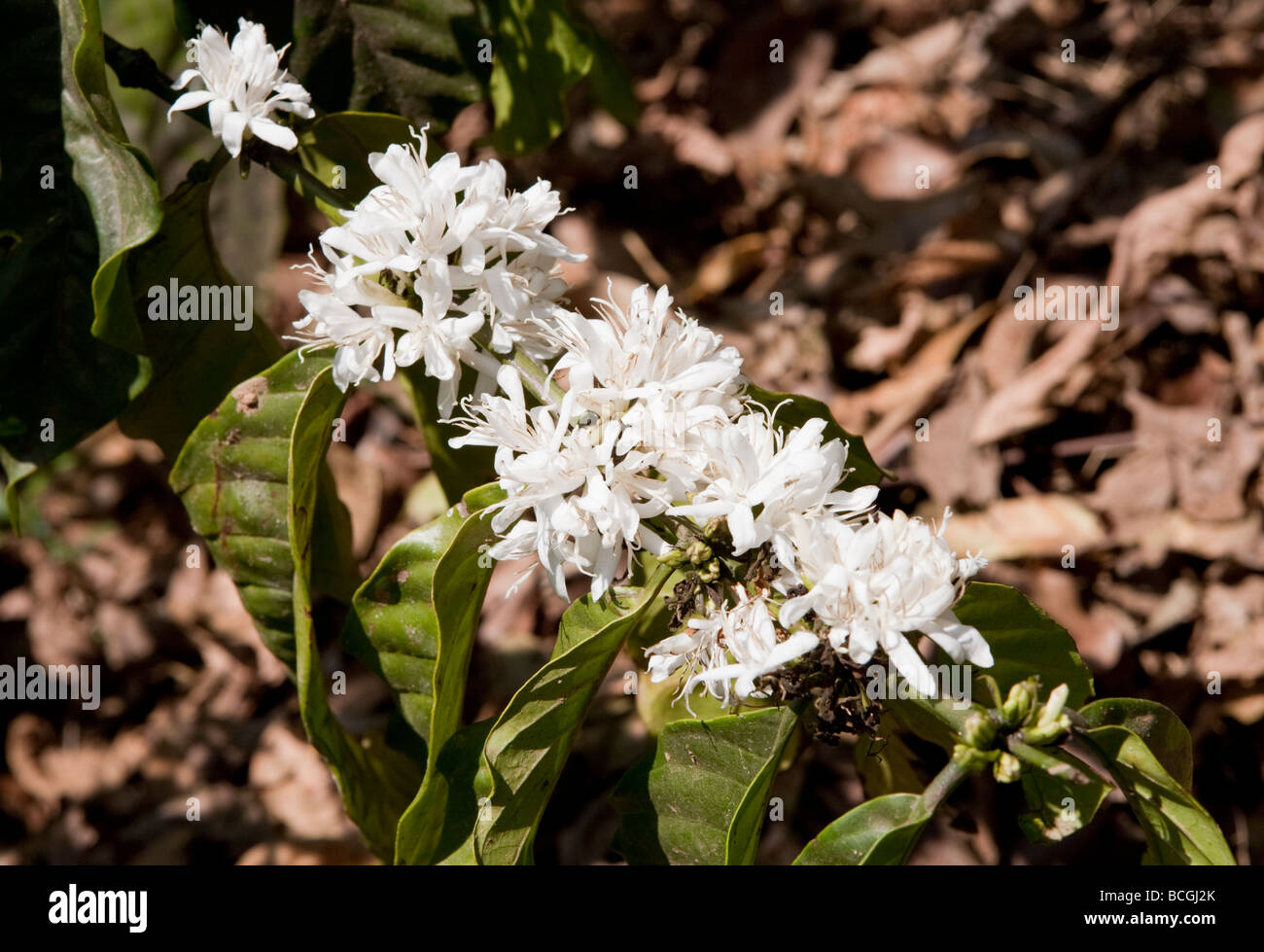 Coffee plantation india hi-res stock photography and images - Alamy