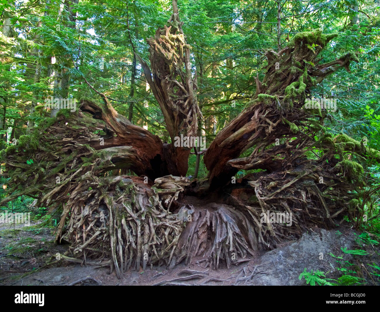 Giant Tree lying in ancient forest of Cathedral Grove National Park on ...