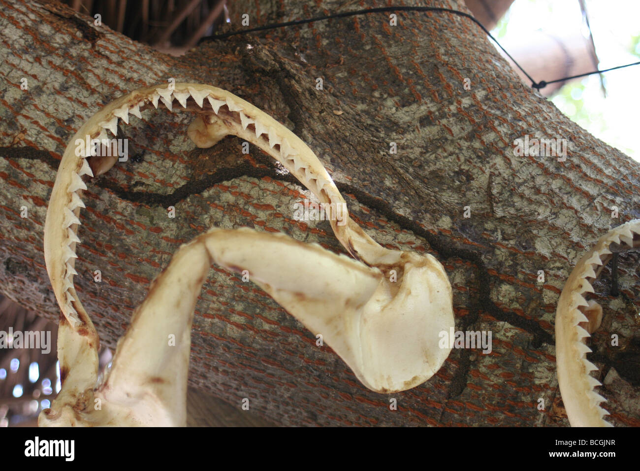 Shark jaw bone hi-res stock photography and images - Alamy