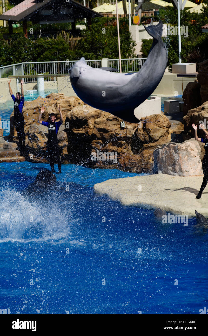 Dolphin jumping at a show at Sea World, San Diego Stock Photo - Alamy