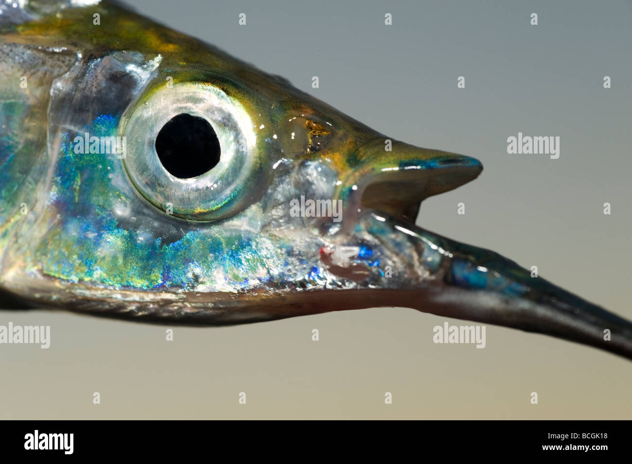 Garfish australia hi-res stock photography and images - Alamy