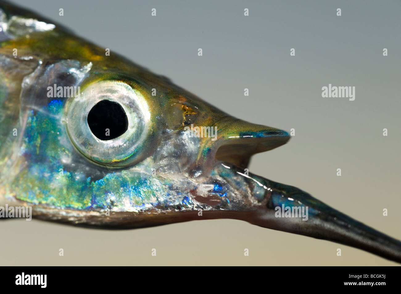 Garfish australia hi-res stock photography and images - Alamy