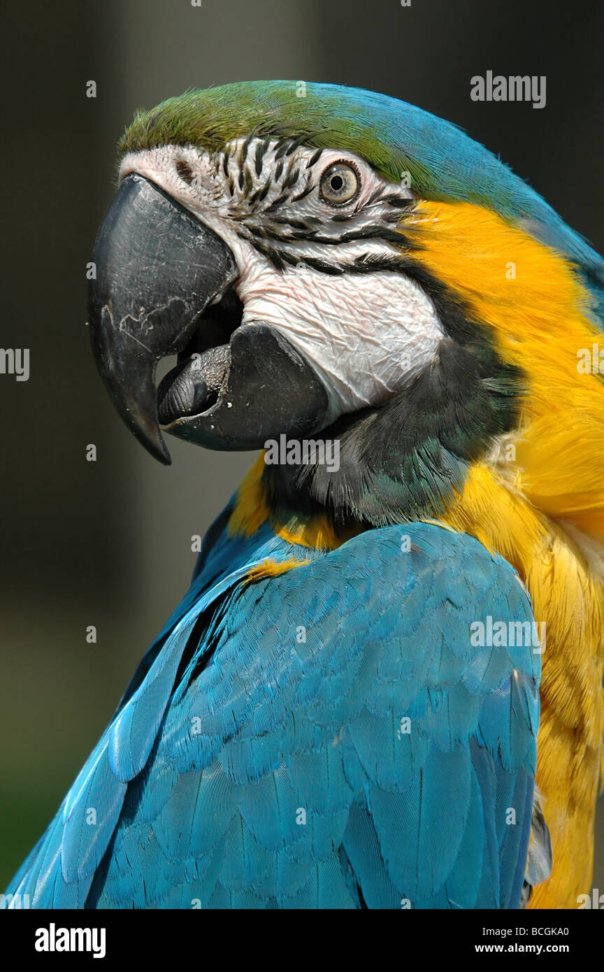 Close up of a Blue-and-yellow macaw also known as the blue-and-gold ...
