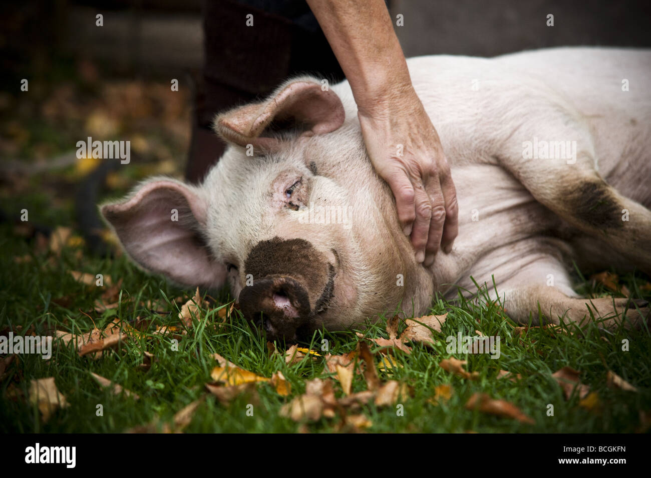 Pig neck hi-res stock photography and images - Alamy