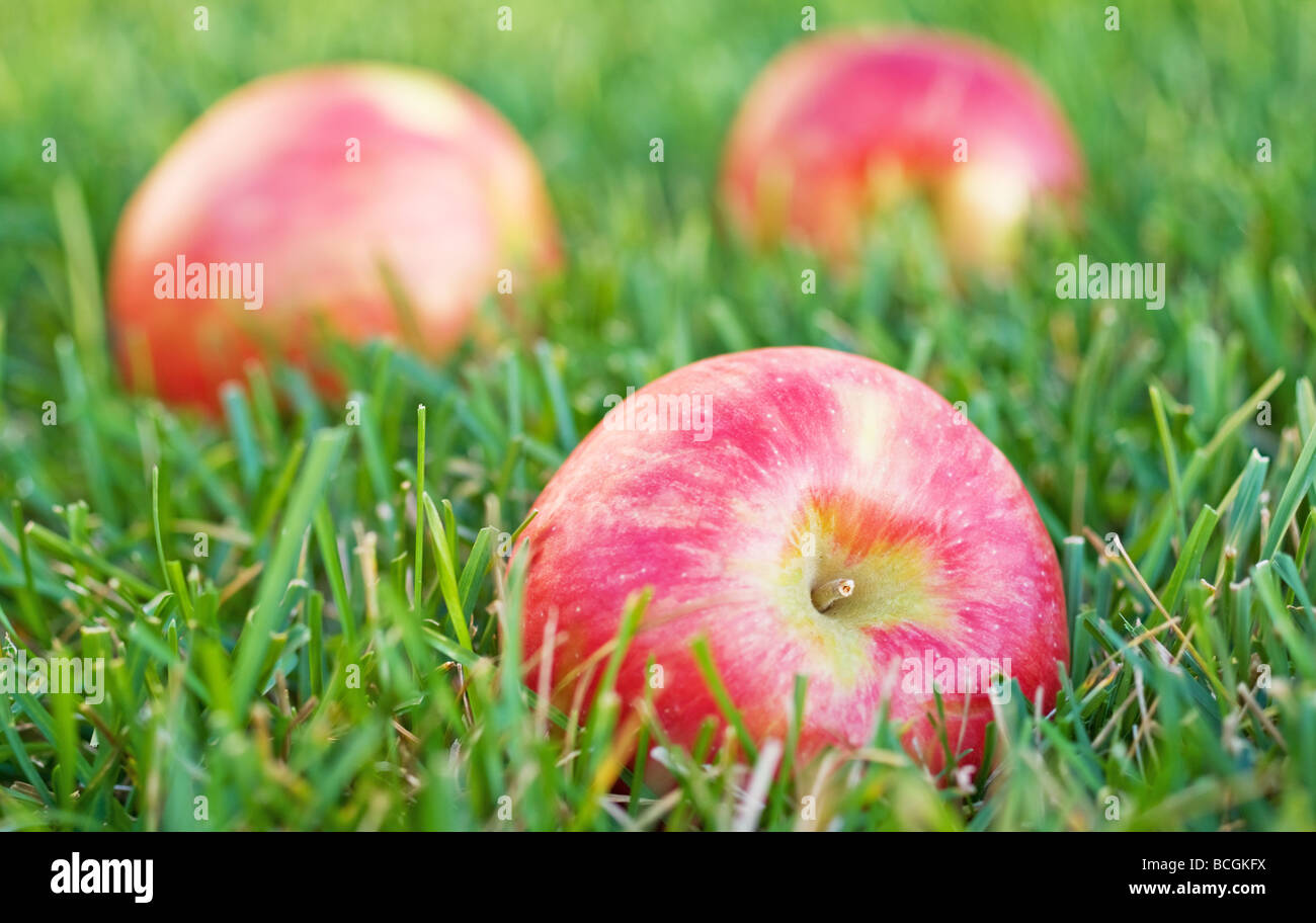 Grass turf lawn hi-res stock photography and images - Alamy