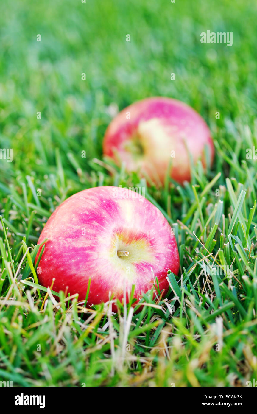 Grass turf lawn hi-res stock photography and images - Alamy