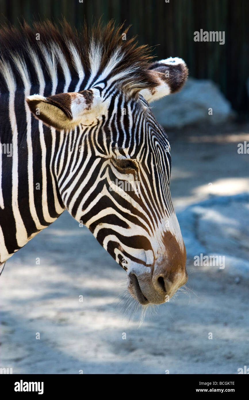 Grevy s Zebra Equus grevyi Stock Photo - Alamy