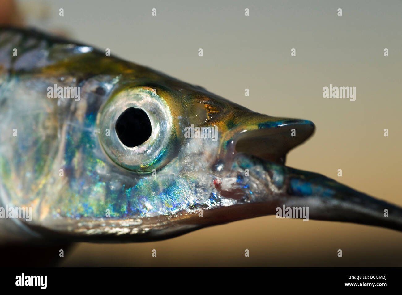 Garfish australia hi-res stock photography and images - Alamy