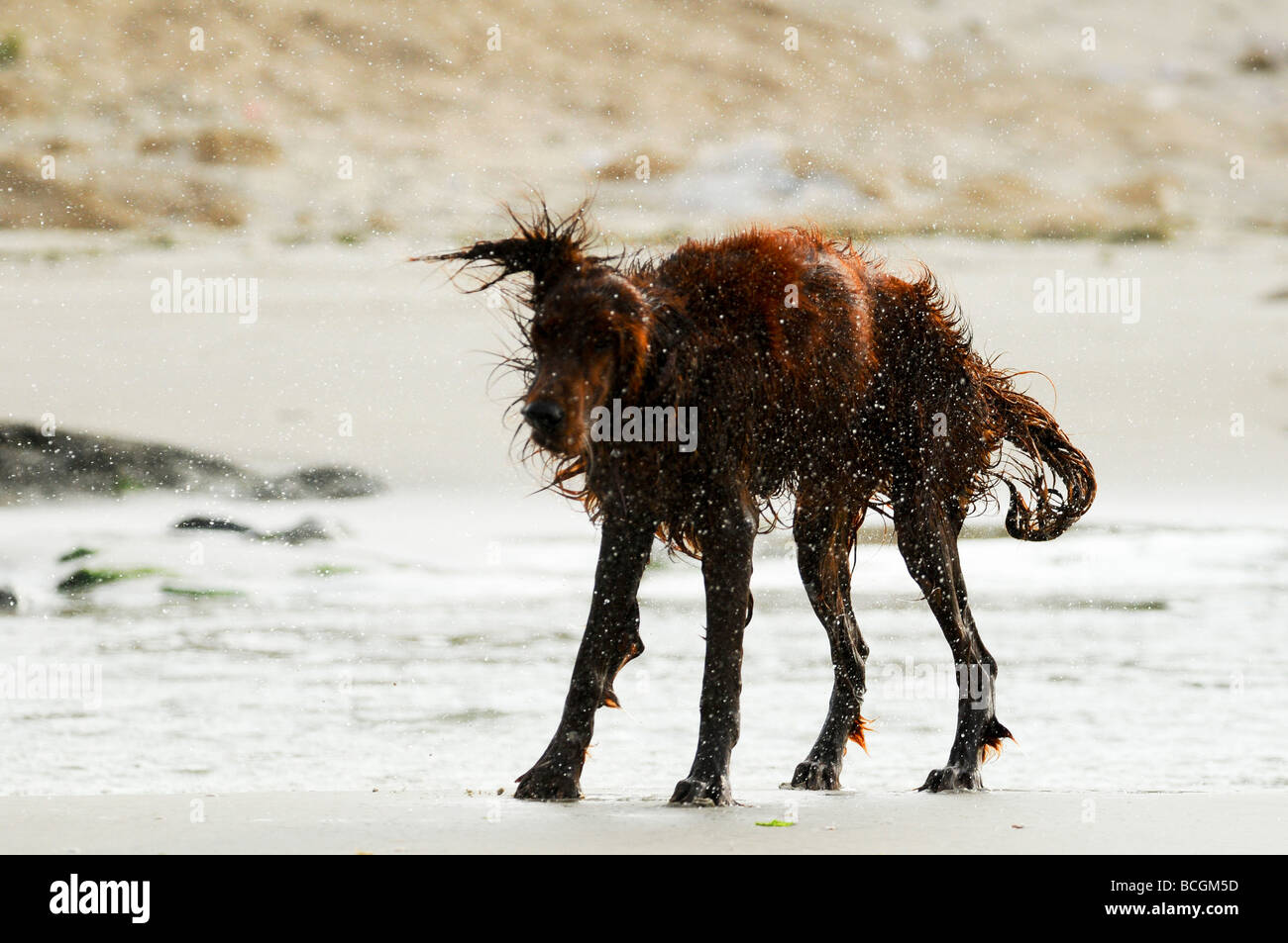 Dip the dog hi-res stock photography and images - Alamy