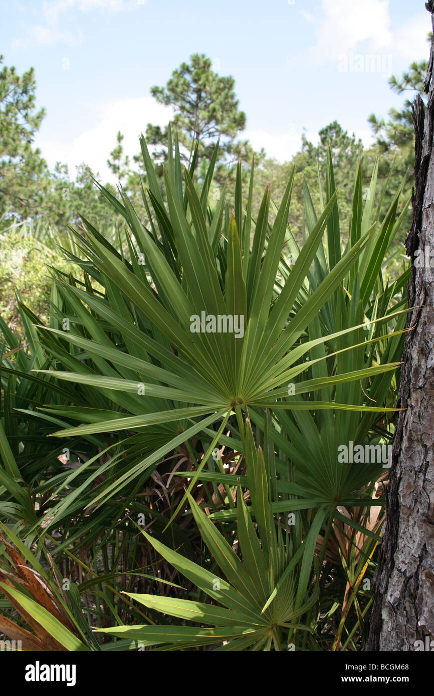 Close-up of saw palmetto frond, Florida. Serenoa repens family Stock ...