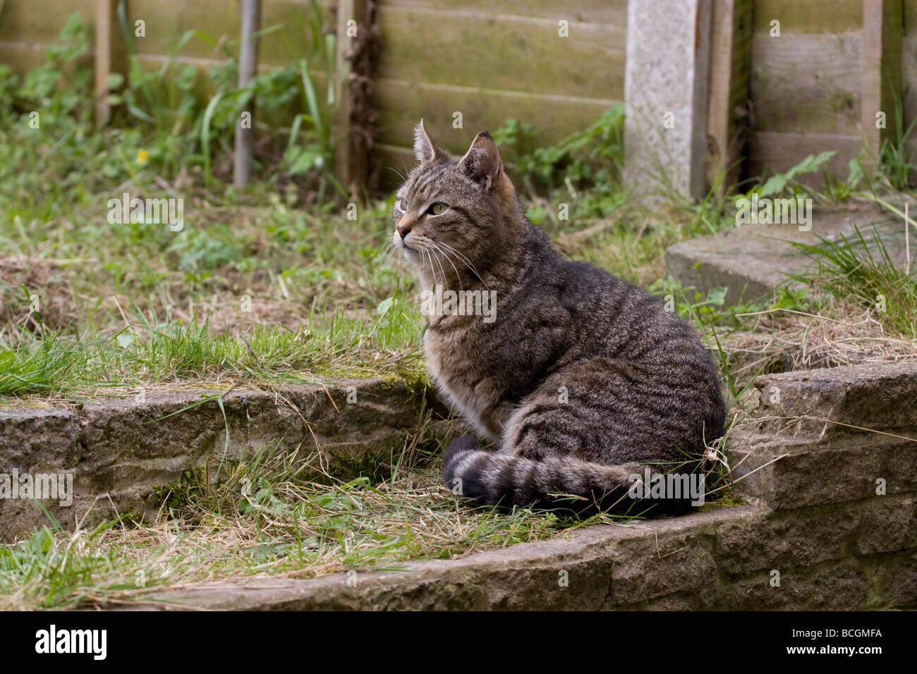 Cat in the backyard Stock Photo - Alamy