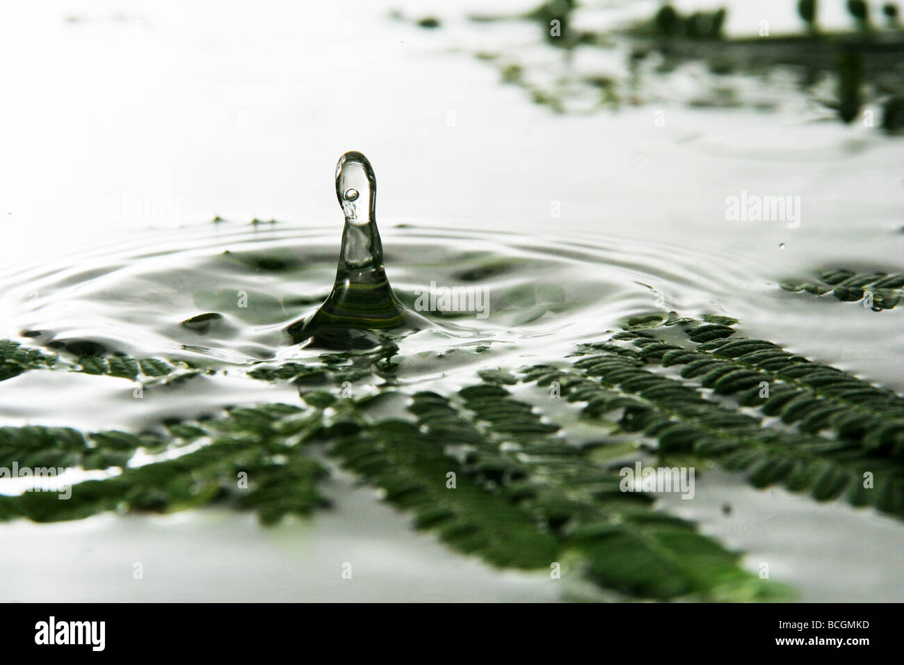 Rain water lagoon hi-res stock photography and images - Alamy