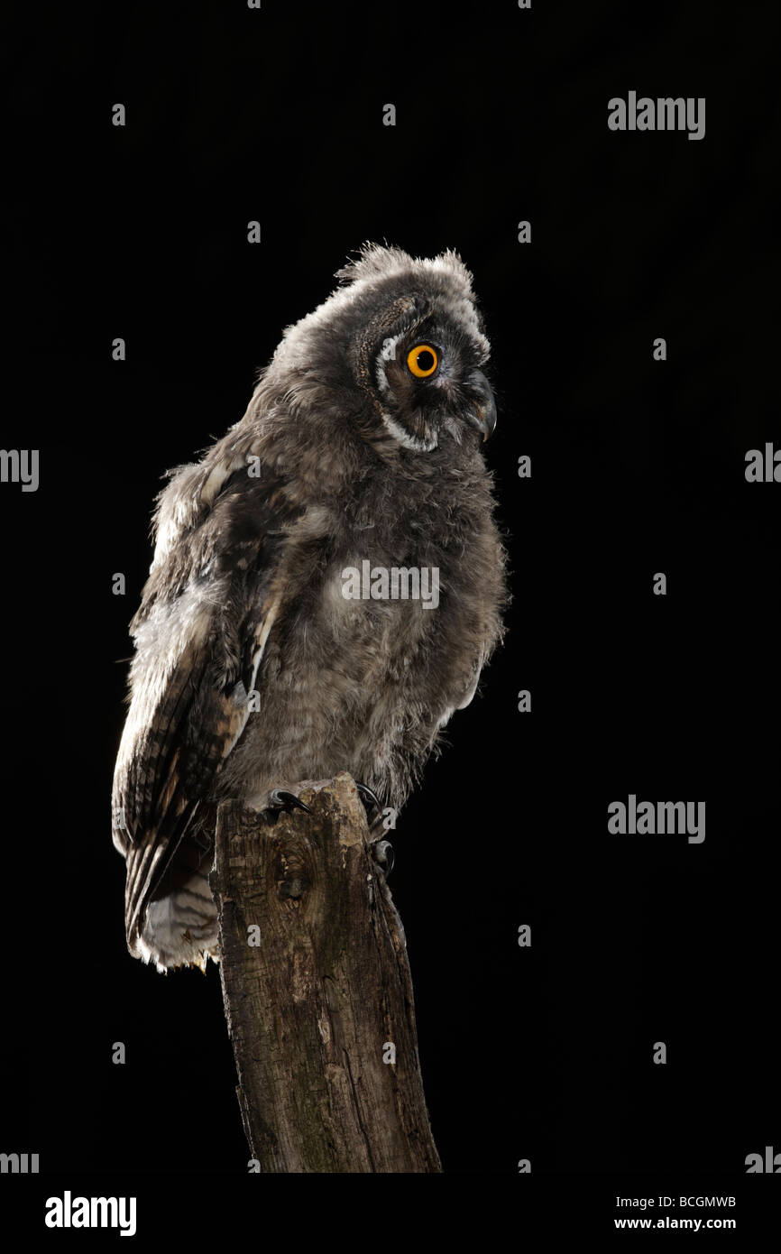 Juvenile long eared owl hi-res stock photography and images - Alamy
