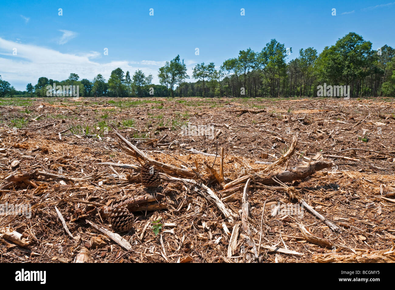 Cleared forest hi-res stock photography and images - Alamy