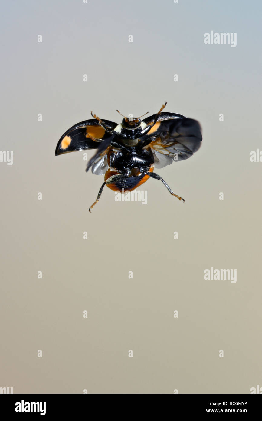 Harlequin ladybird Harmonia axyridis in flight Stock Photo - Alamy