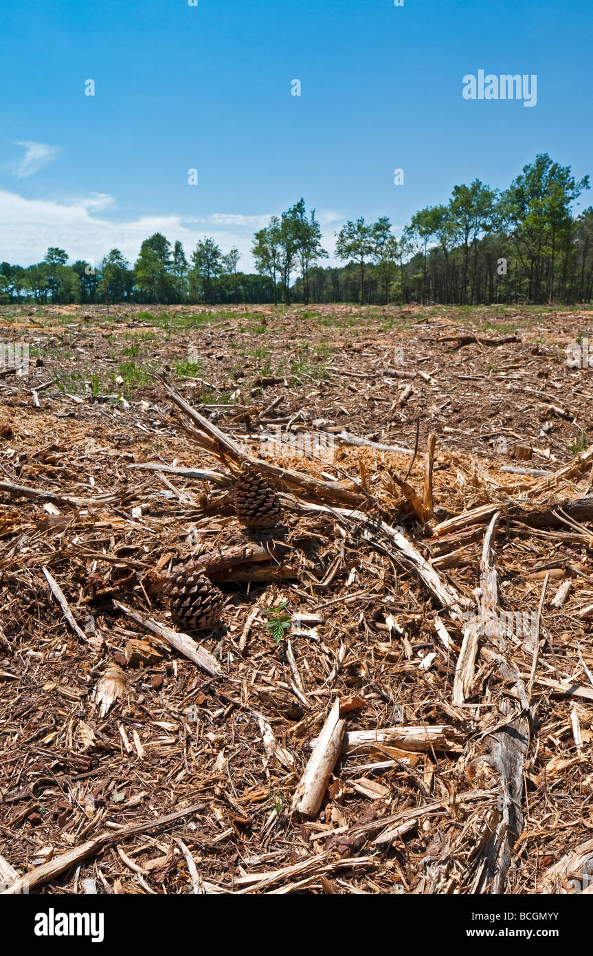Ground cleared of trees hi-res stock photography and images - Alamy
