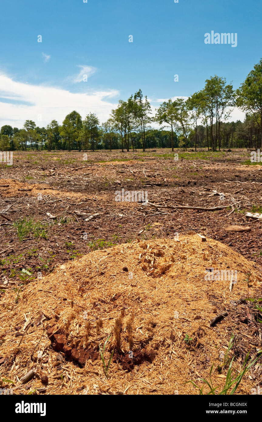 Area of cleared forest, Indre et Loire, France Stock Photo - Alamy