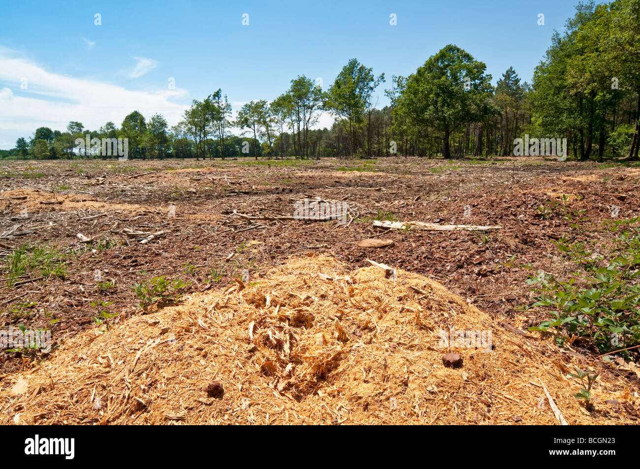 Cleared forest hi-res stock photography and images - Alamy