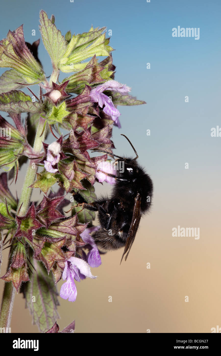 large garden bumblebee Male Bombus ruderatus a UK BAP species Stock ...